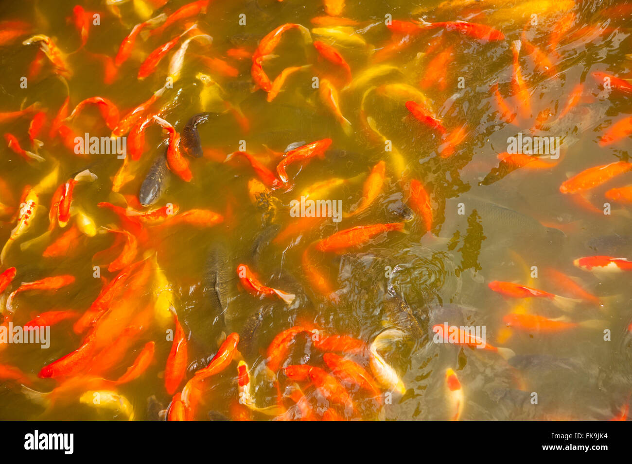 School of koi fish hi-res stock photography and images - Alamy
