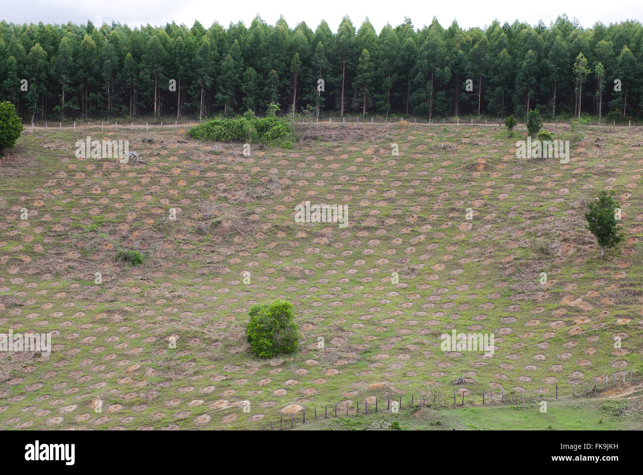 Reforestation of the Atlantic Forest Corridor Ecological Monte Pascoal ...