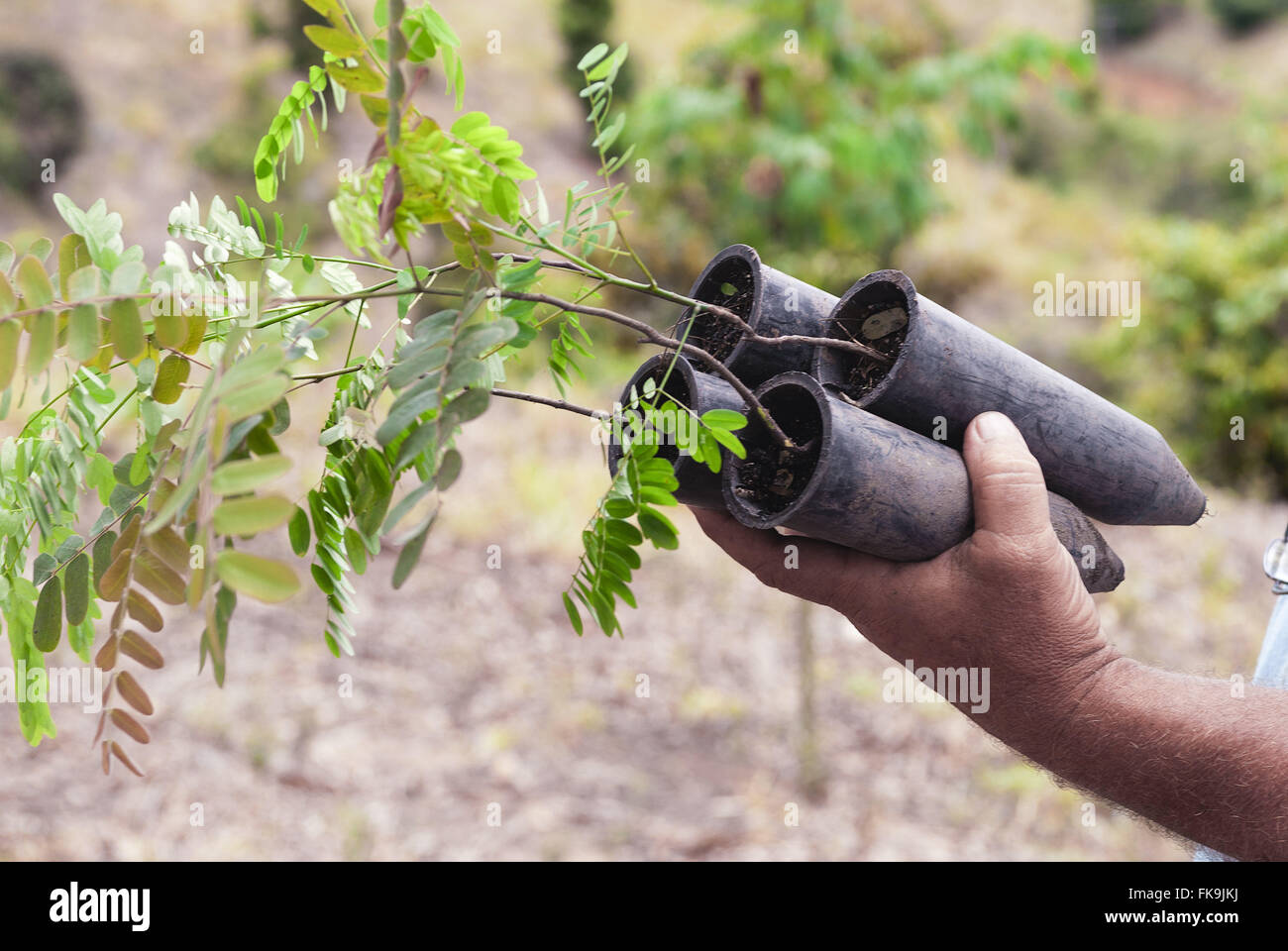 Native seedlings to reforest the Atlantic Forest Ecological Corridor ...