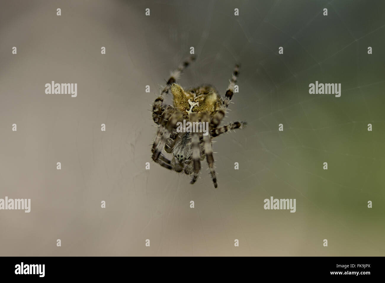 Orb weaver spider web hi-res stock photography and images - Alamy