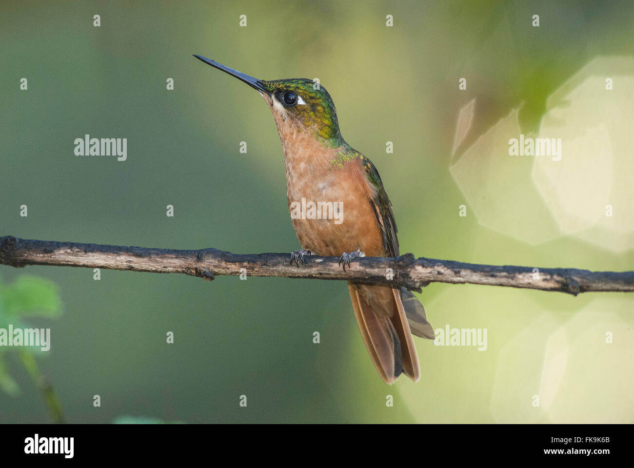 Brazilian ruby hi-res stock photography and images - Alamy