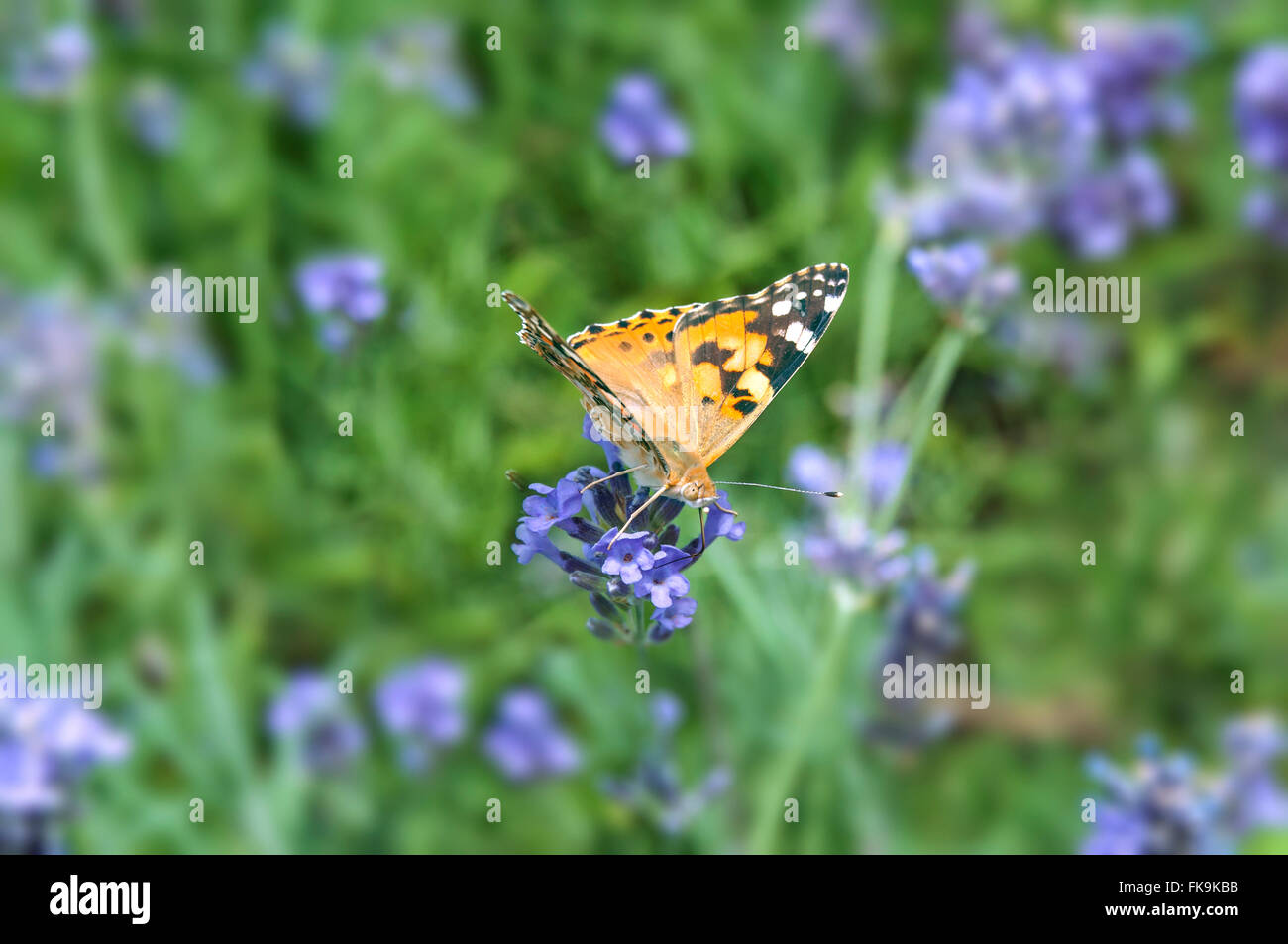 Butterfly lavande hi-res stock photography and images - Alamy