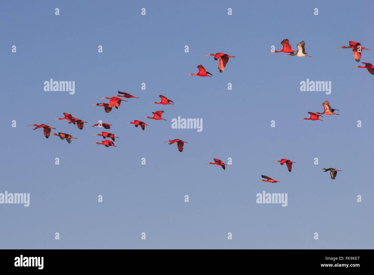 Red guaras hi-res stock photography and images - Alamy