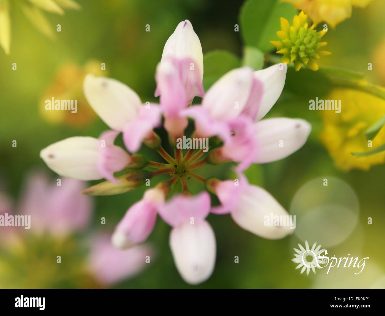 Spider geranium hi-res stock photography and images - Alamy