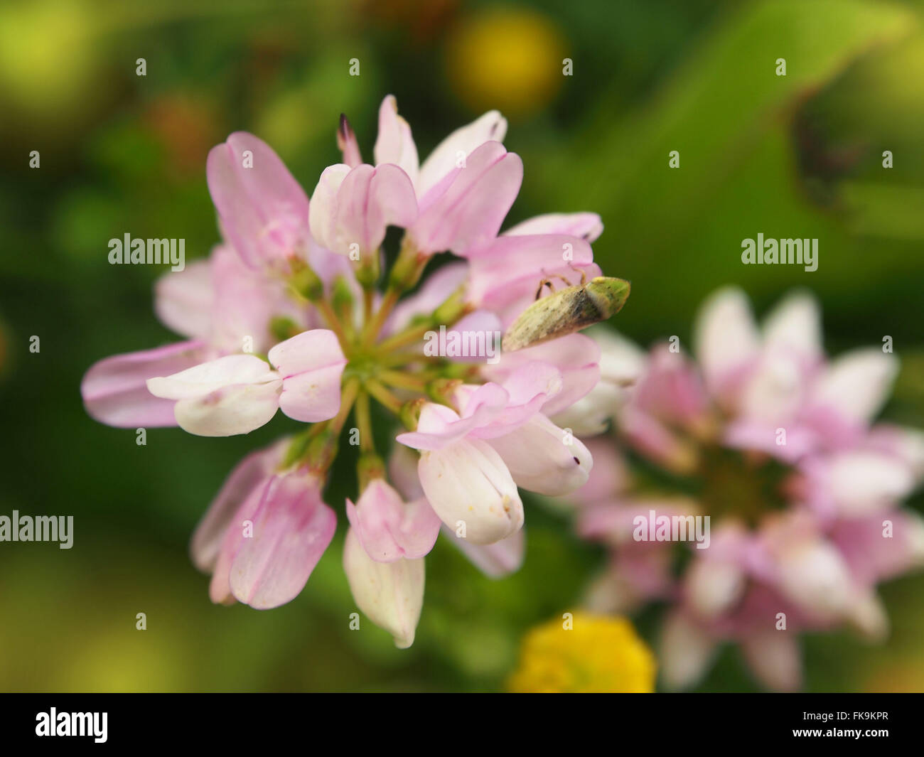 Spider geranium hi-res stock photography and images - Alamy