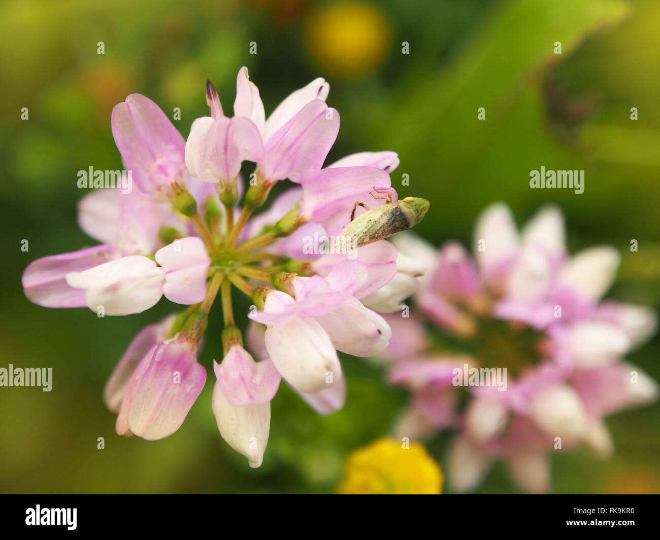 Spider geranium hi-res stock photography and images - Alamy