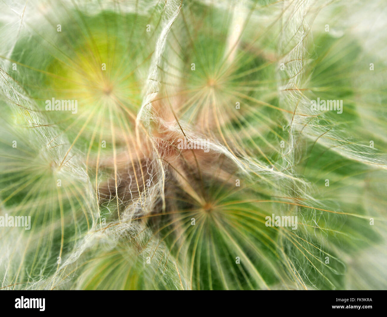 Dandelion life cycle hi-res stock photography and images - Alamy
