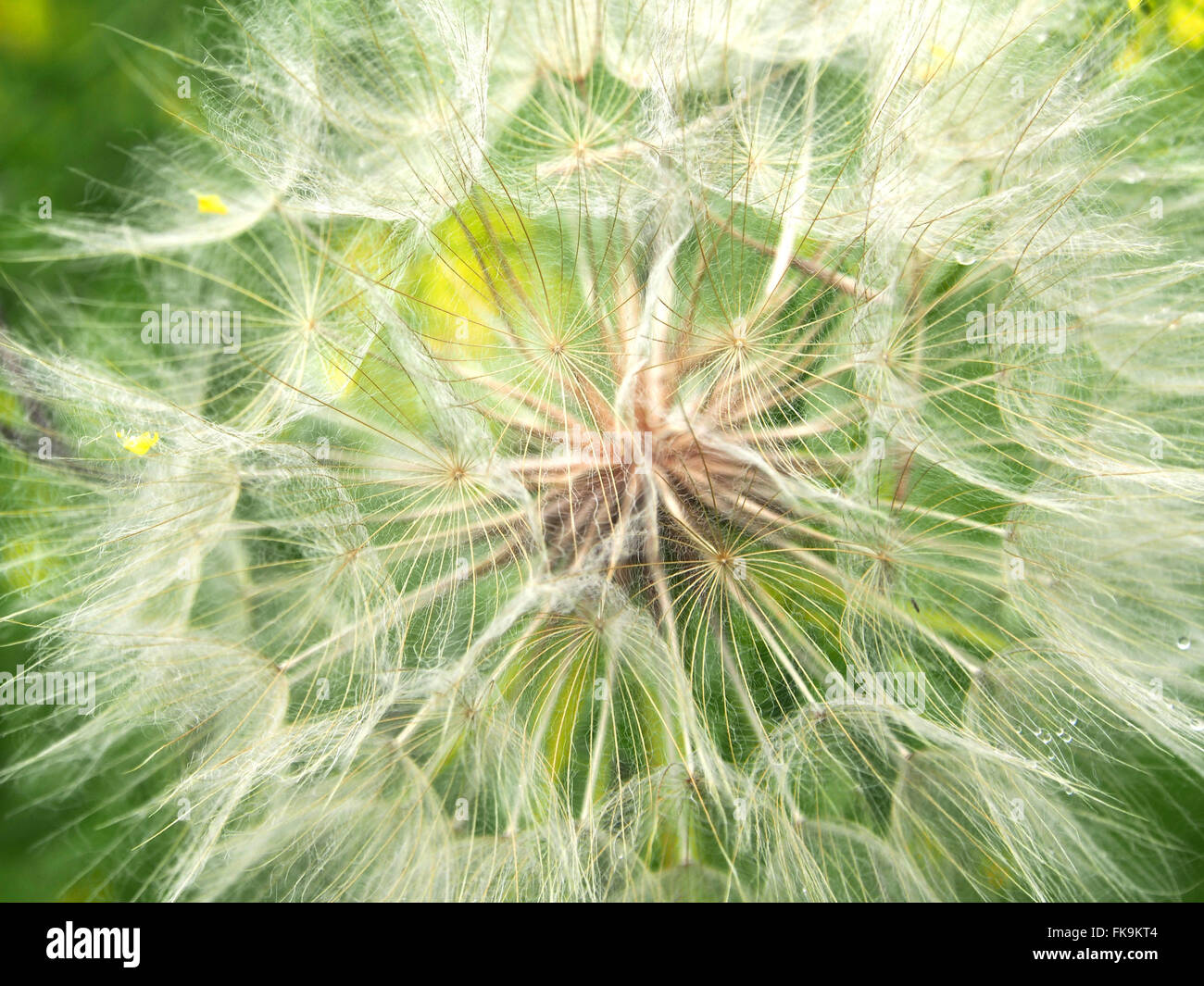 Dandelion life cycle hi-res stock photography and images - Alamy