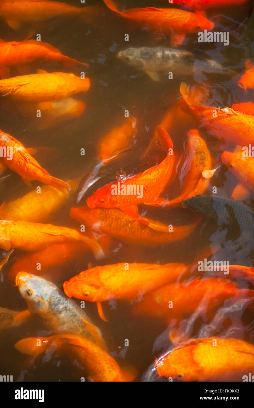 Chinese fish pond hi-res stock photography and images - Alamy
