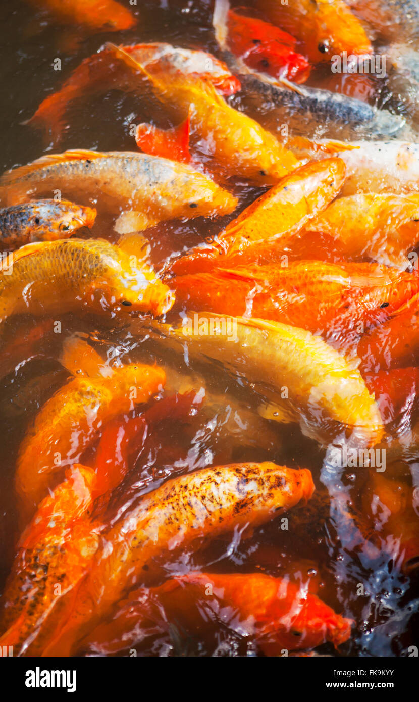 Ancient fish pond hi-res stock photography and images - Alamy