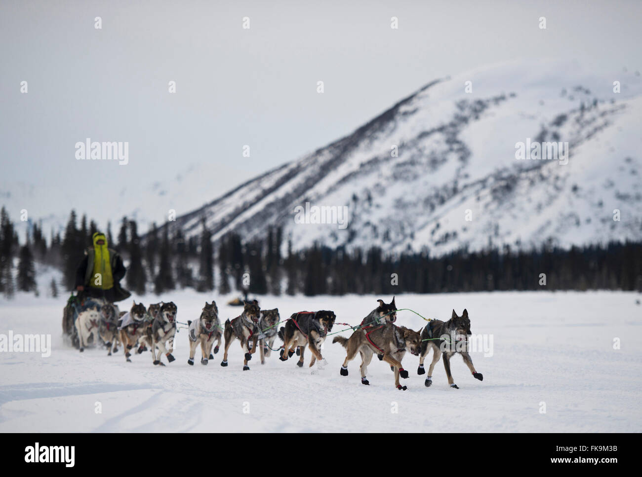 Rainy Pass, Alaska, USA. 7th Mar, 2016. Marc Lester/Alaska Dispatch ...