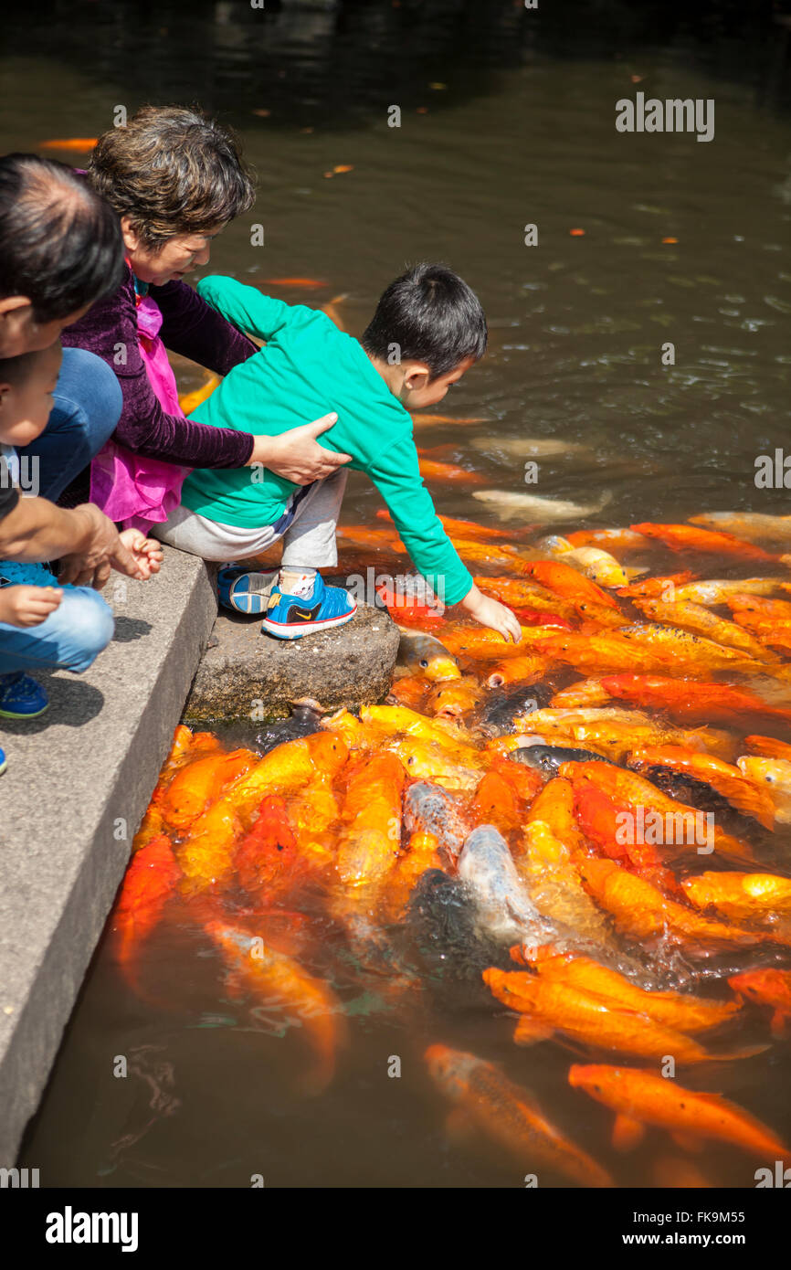 young visitor tries to touch the koi in the decorative pond, Yuyuan ...