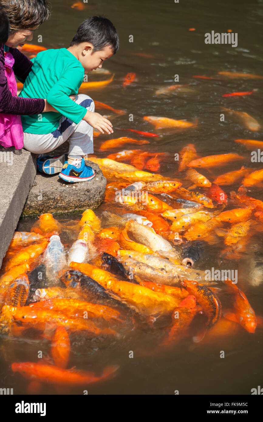 young visitor tries to touch the koi in the decorative pond, Yuyuan ...