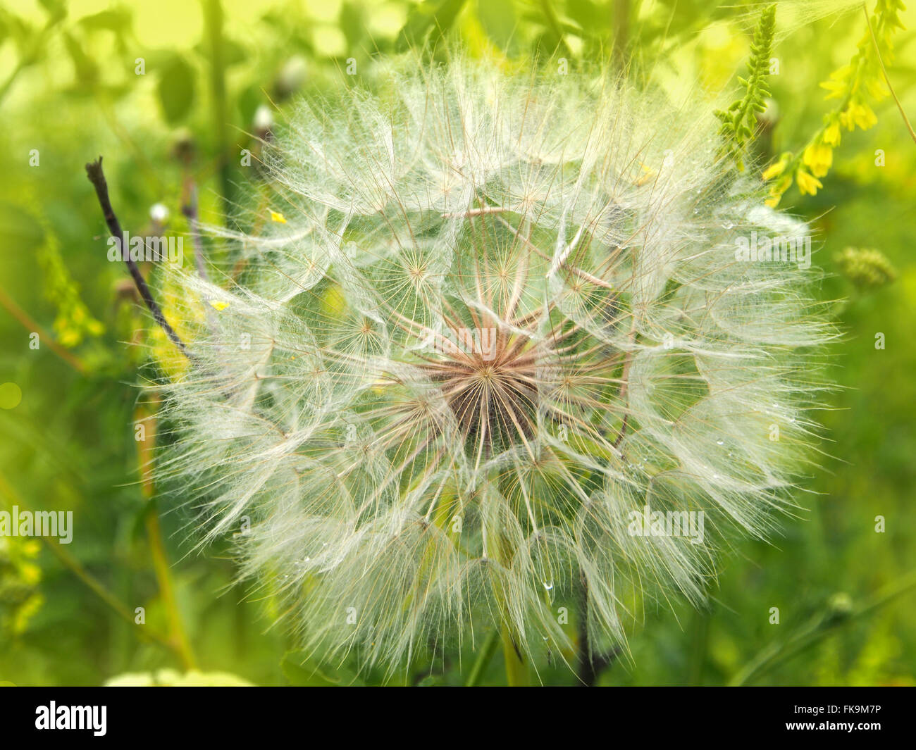 Dandelion life cycle hi-res stock photography and images - Alamy