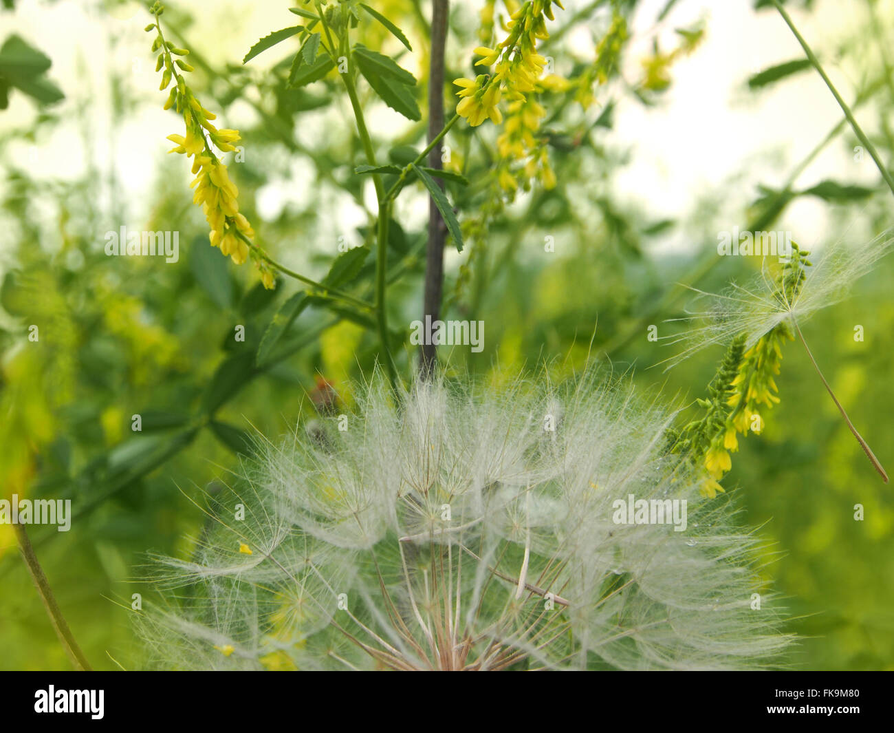 Environmental growth hi-res stock photography and images - Alamy