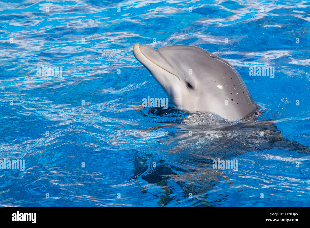 An atlantic bottlenose dolphin hi-res stock photography and images - Alamy