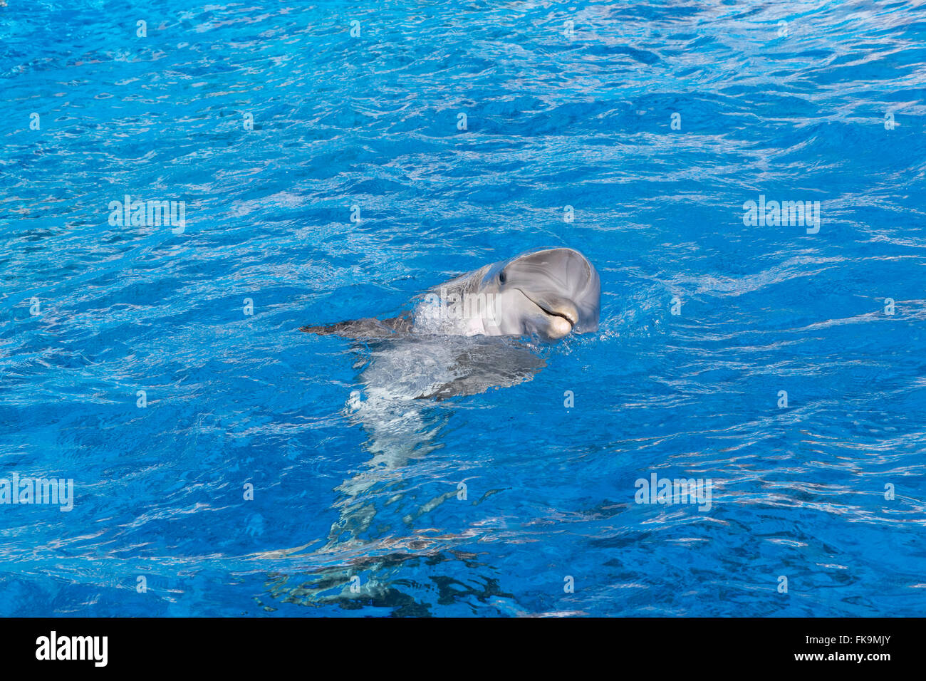 An Atlantic Bottlenose Dolphin Stock Photo - Alamy