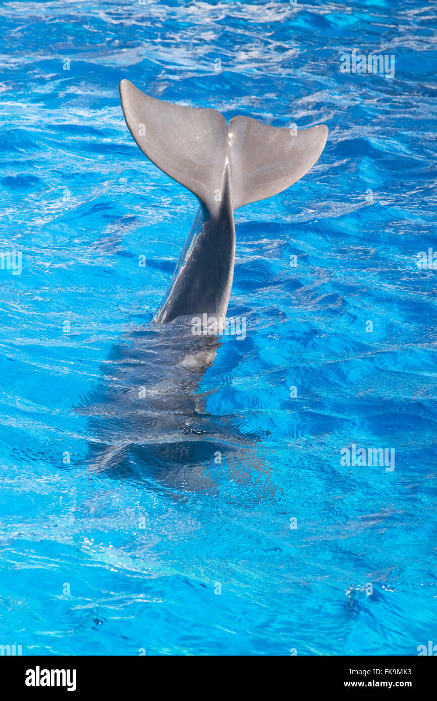An Atlantic Bottlenose Dolphin Stock Photo - Alamy