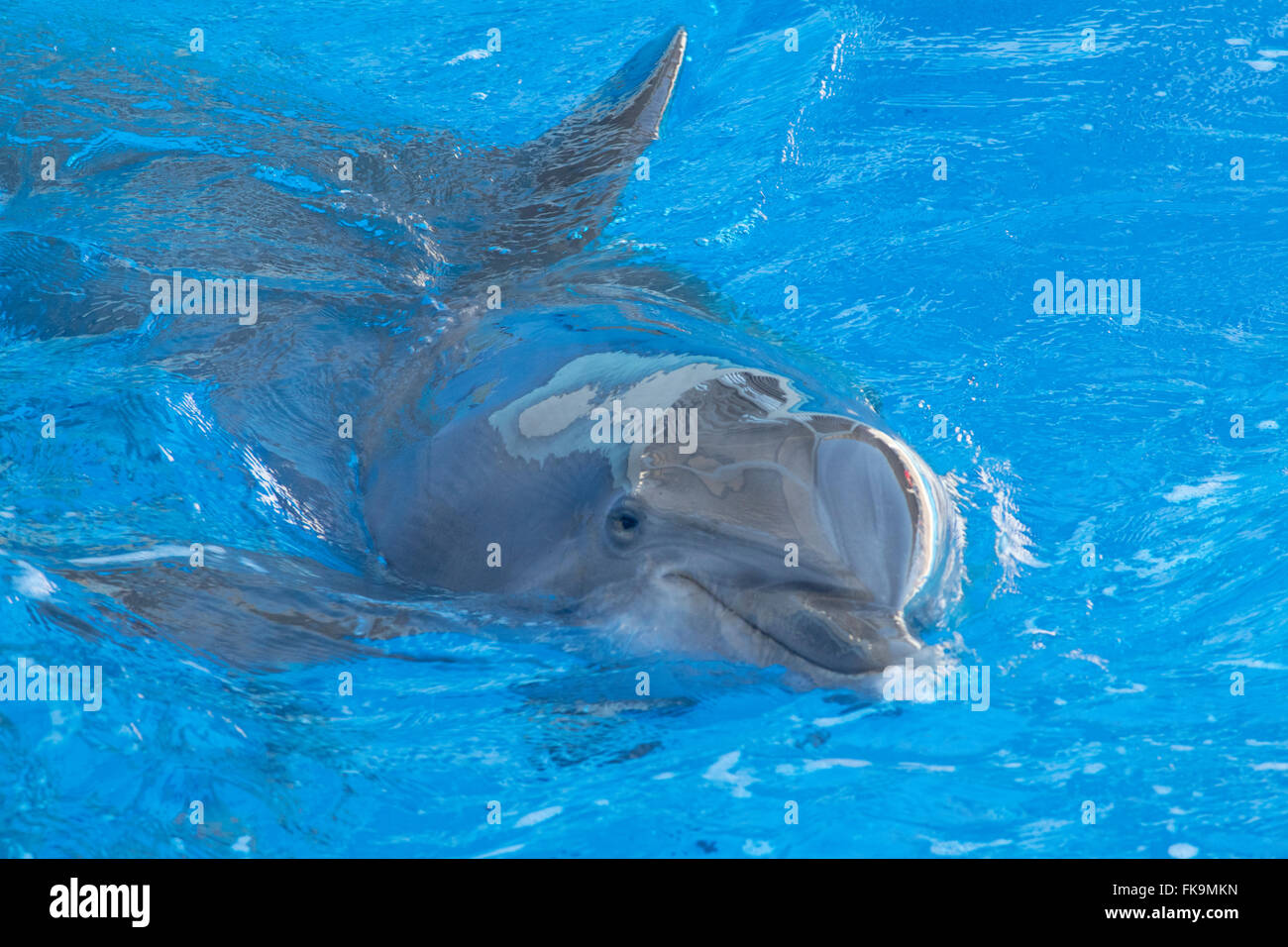 An Atlantic Bottlenose Dolphin Stock Photo - Alamy