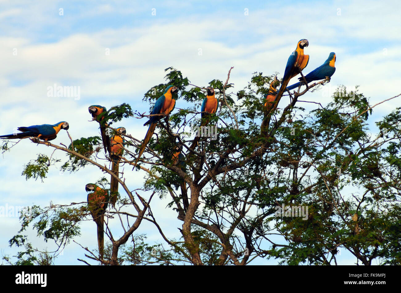 Ara ararauna brazil bird hi-res stock photography and images - Alamy