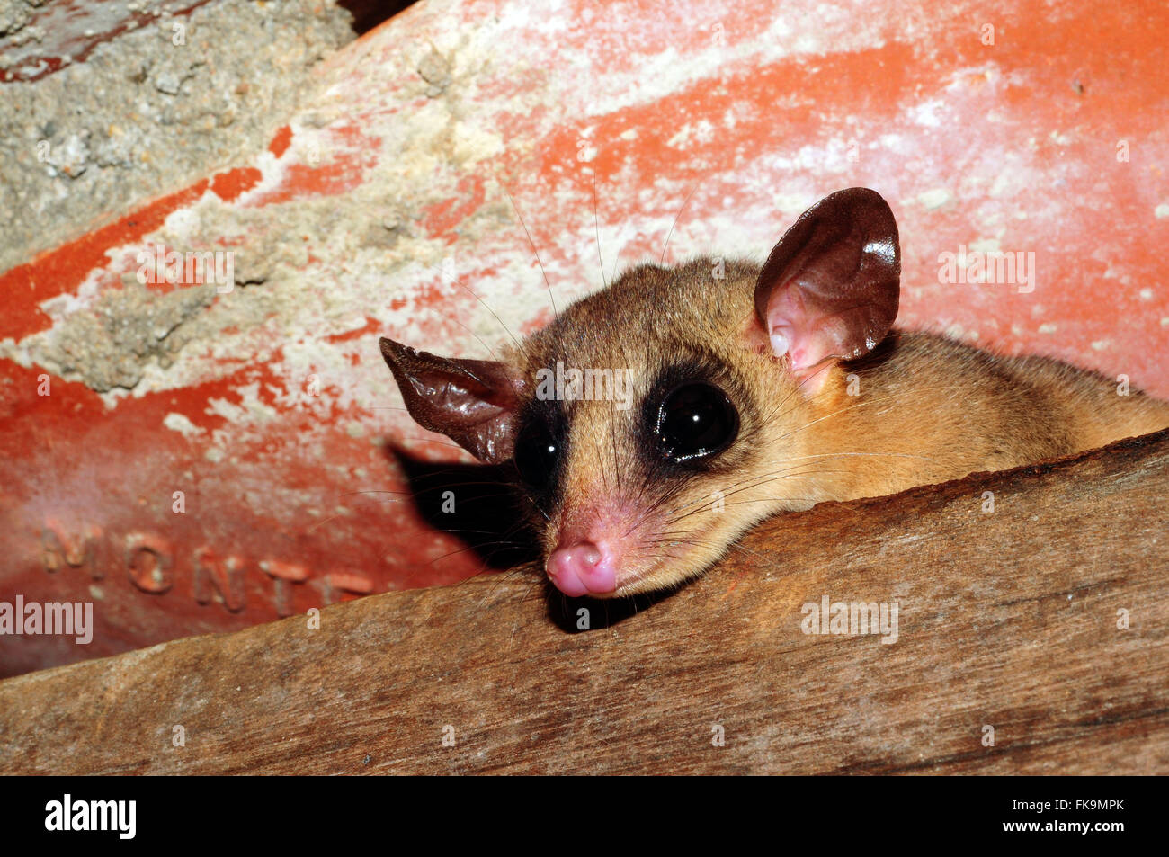 Cuica-graceful - known as quaint or guaiquica - agilis Gracilinanus ...