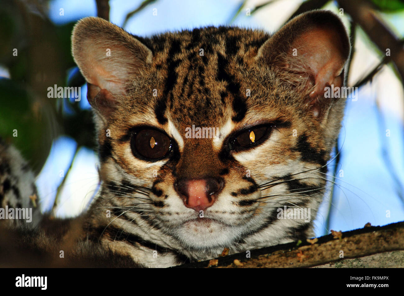 Margay hi-res stock photography and images - Alamy