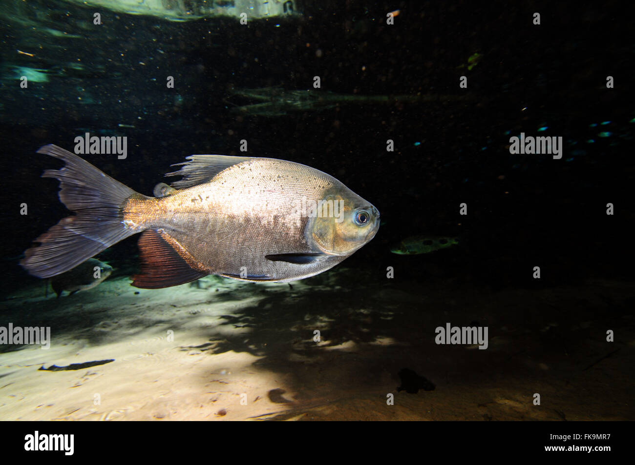 Tambacu - hybrid between tambaqui and pacu fish-snapper Stock Photo - Alamy