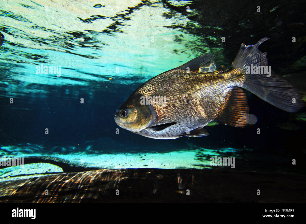 Pacu fish hi-res stock photography and images - Alamy
