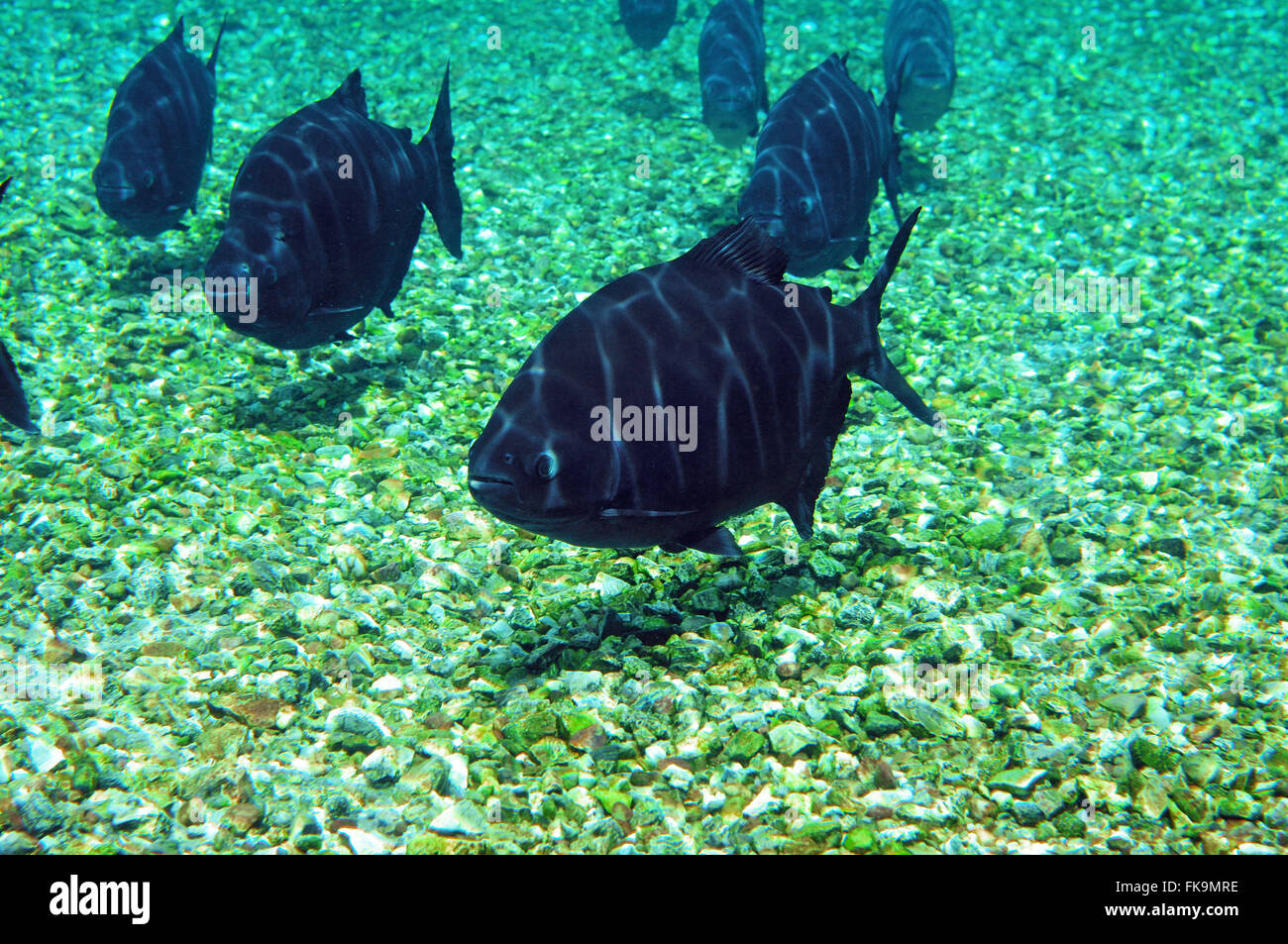 Black pacu - brachypomus Piaractus Stock Photo - Alamy