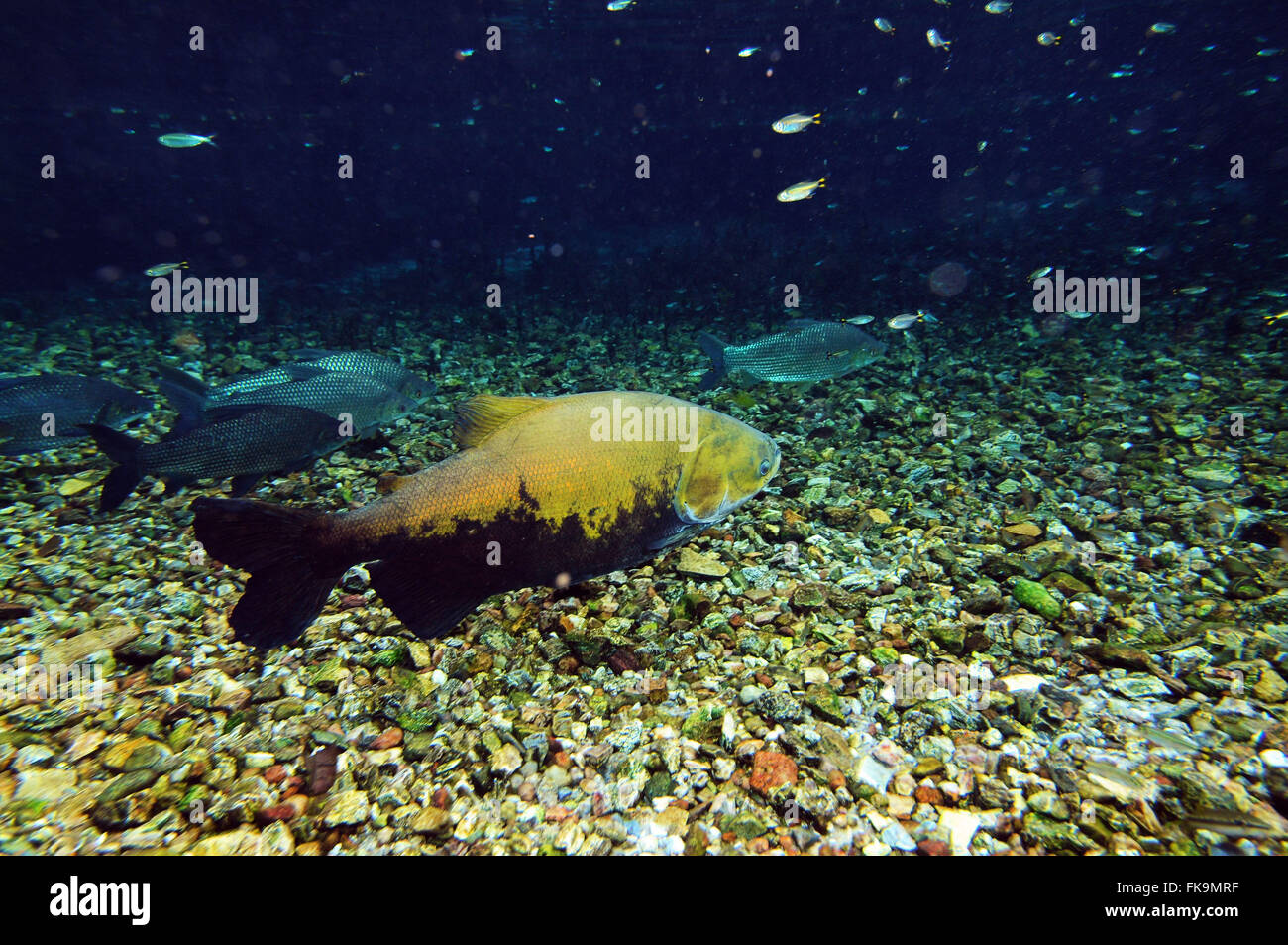 Tambaqui or red pacu - Colossoma macropomum Stock Photo - Alamy