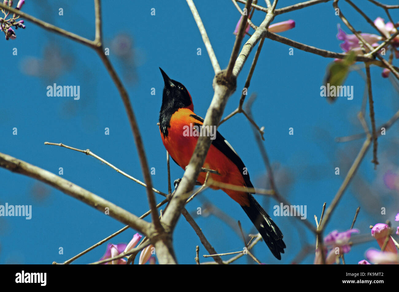 Orange backed troupial icterus croconotus hi-res stock photography and ...