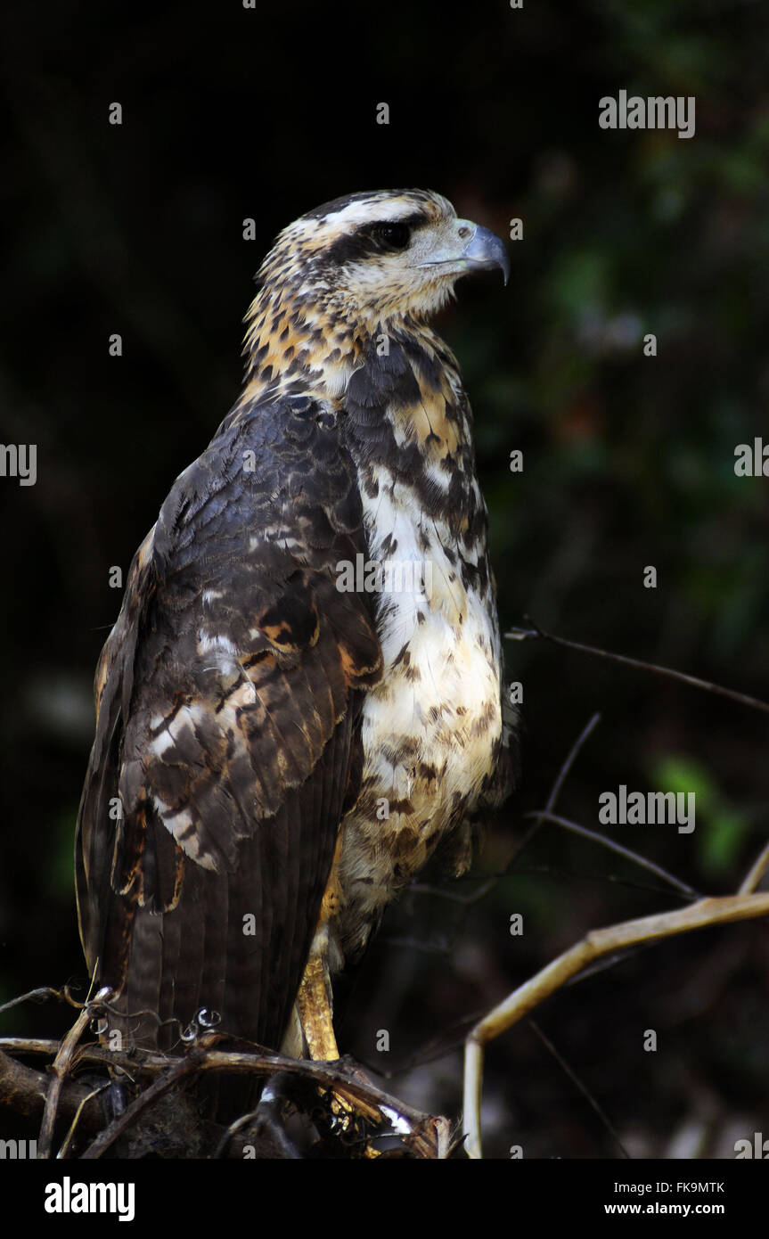 Baby hawk hi-res stock photography and images - Alamy
