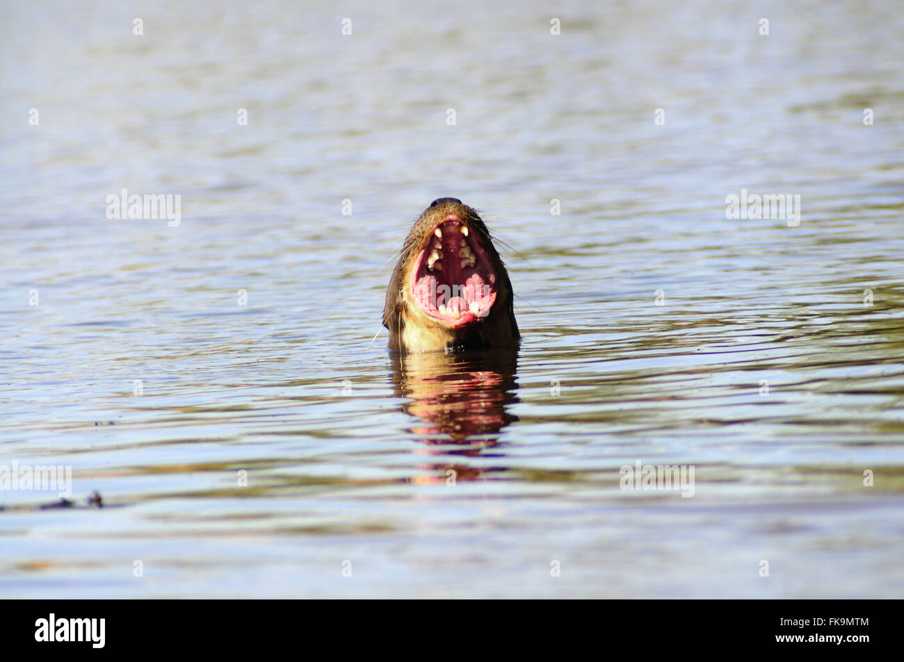 Showing river otter prey in the Pantanal of Pocone - Pteronura ...
