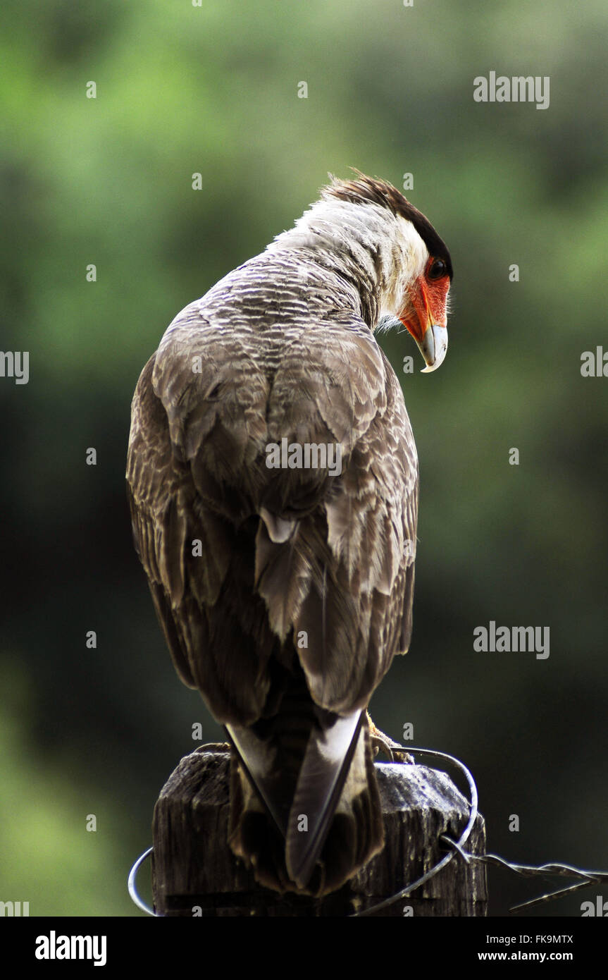 Carcara plancus hi-res stock photography and images - Alamy