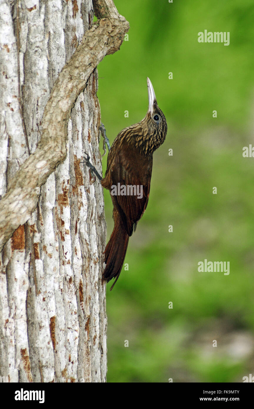 Giant woodcreeper hi-res stock photography and images - Alamy