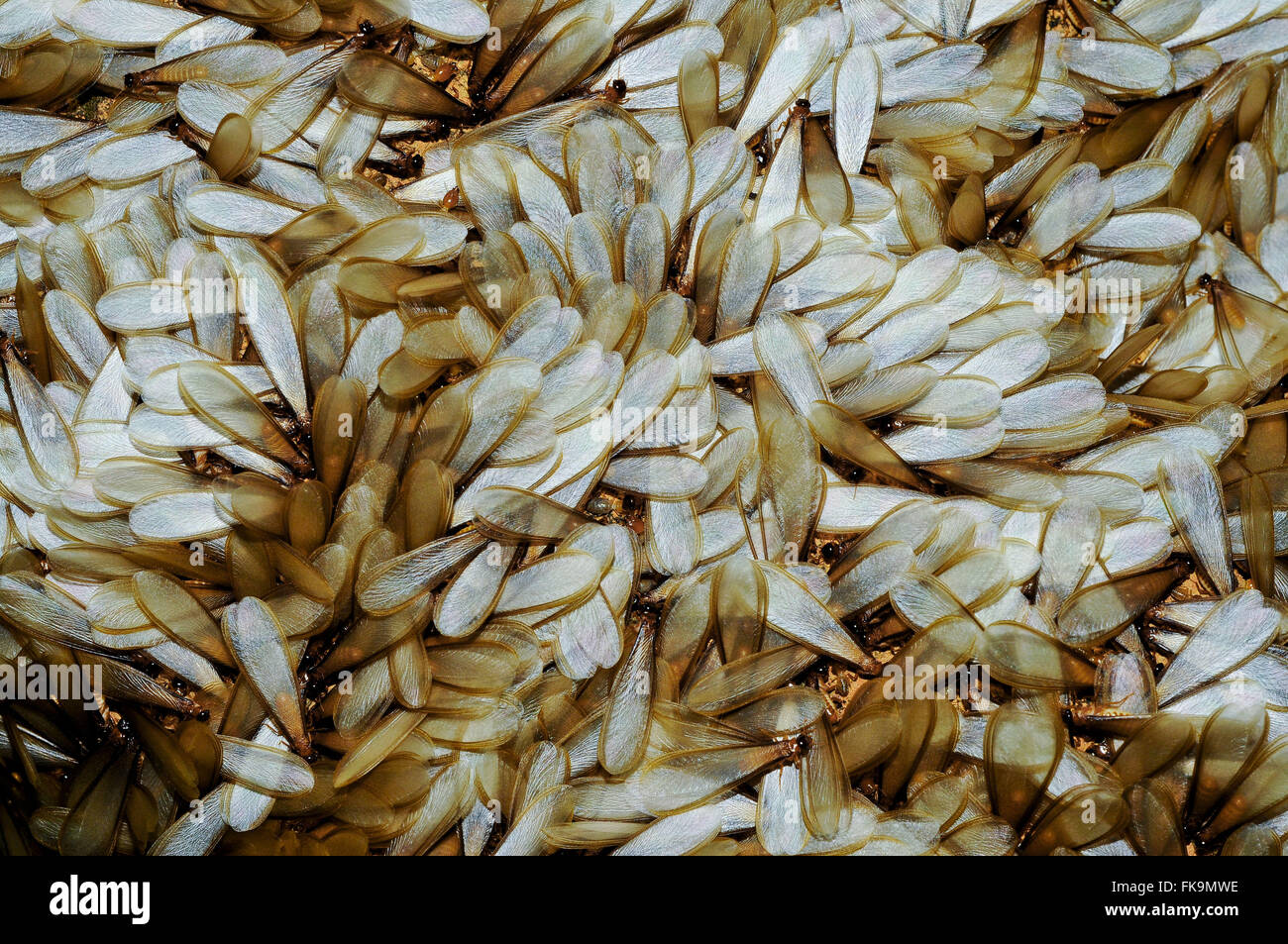 Termites - the winged stage are called siriris or hallelujah Stock ...