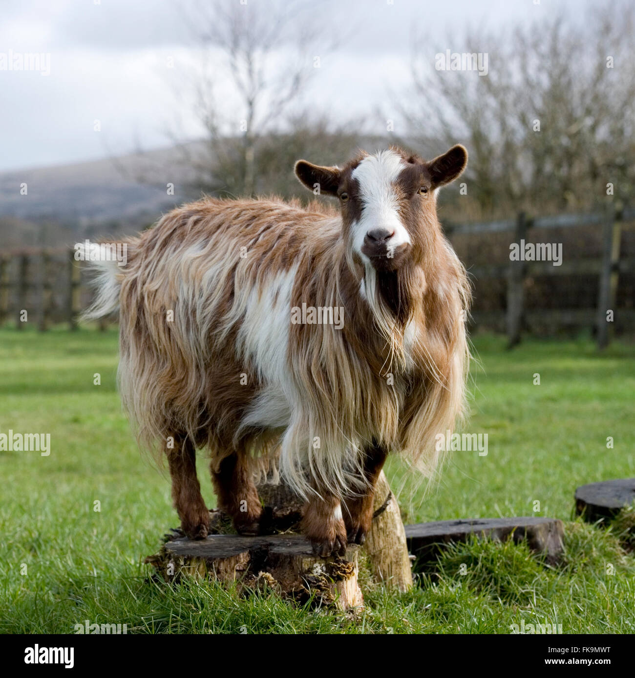 African pygmy goat zoo hi-res stock photography and images - Alamy