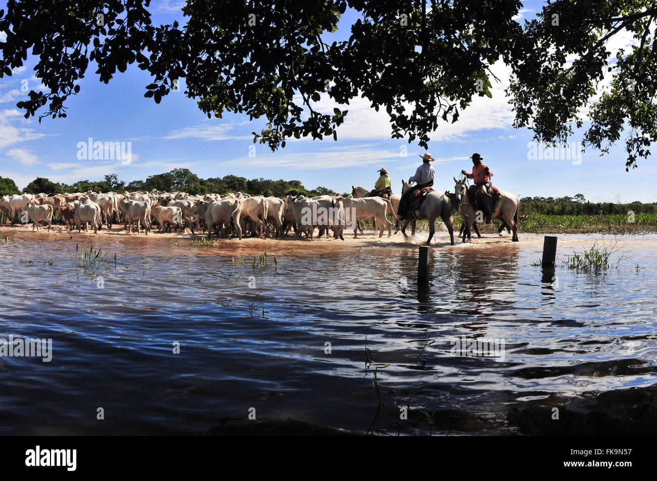 Entourage of pedestrians moving cattle in search of shoots or natural ...