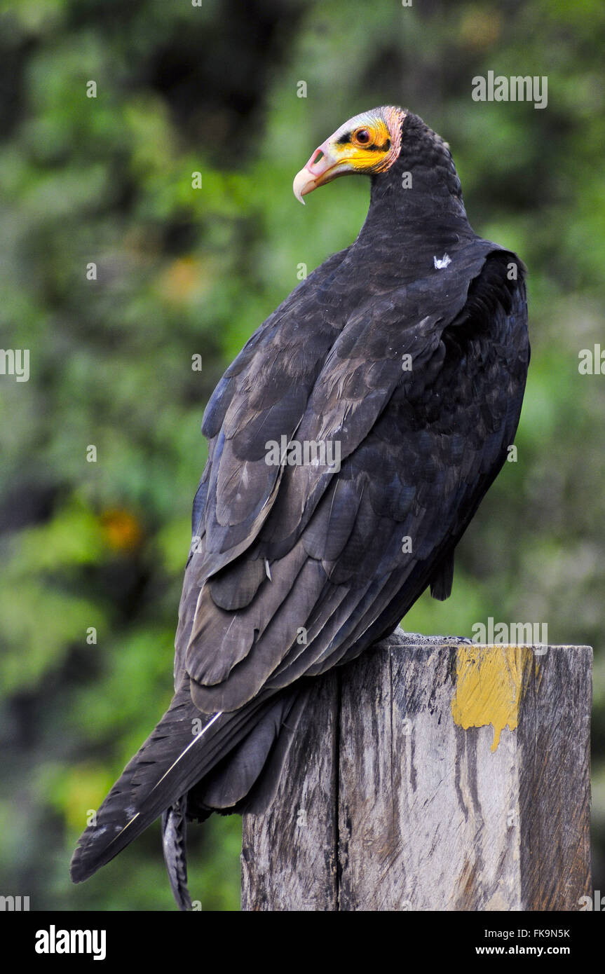 Greater yellow headed vulture hi-res stock photography and images - Alamy