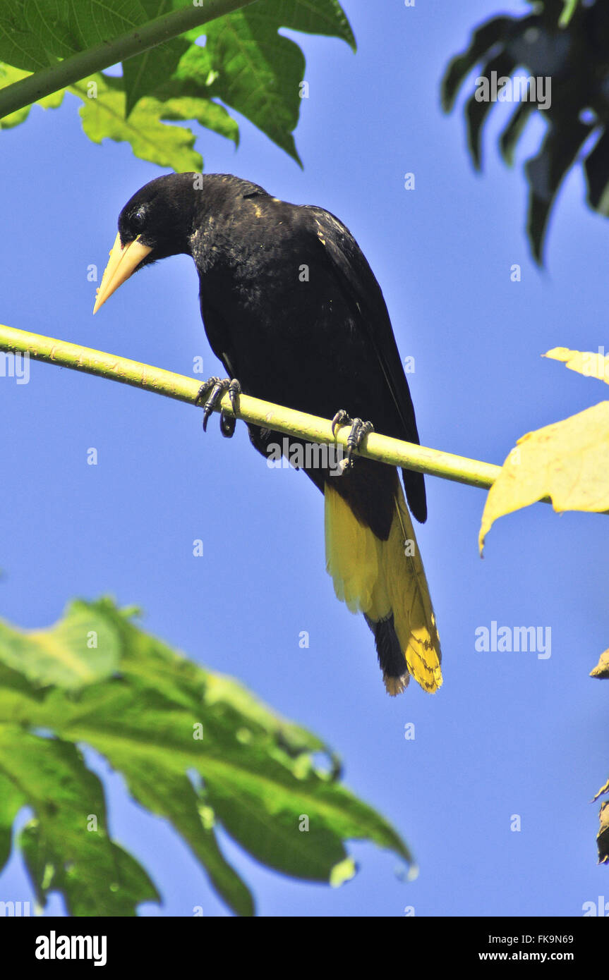 Family of icteridae hi-res stock photography and images - Alamy