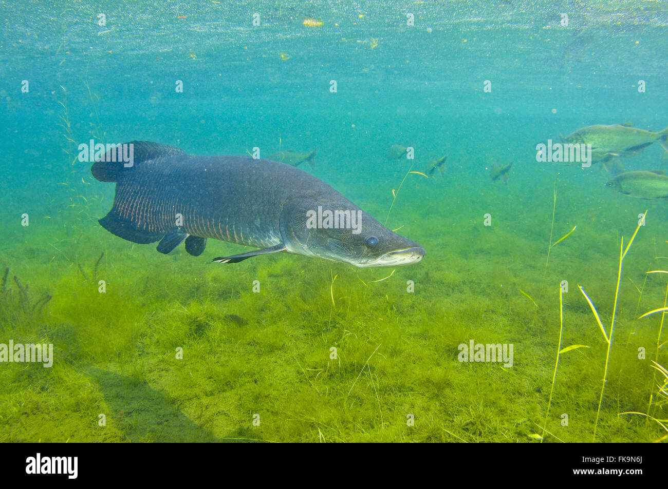 Arapaima - Arapaima gigas Stock Photo - Alamy