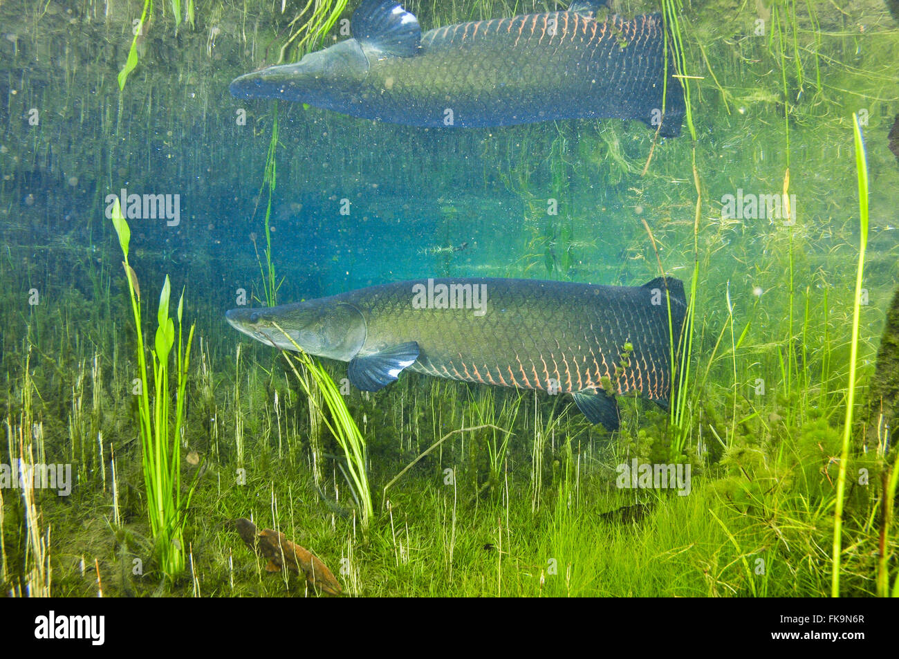 Arapaima hi-res stock photography and images - Alamy