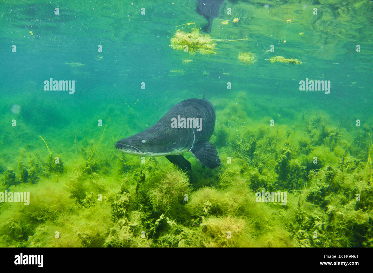 Arapaima - Arapaima gigas Stock Photo - Alamy
