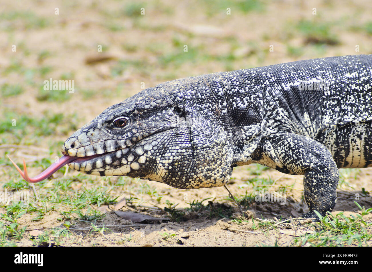 Teiu - merianae Tupinambis Stock Photo - Alamy
