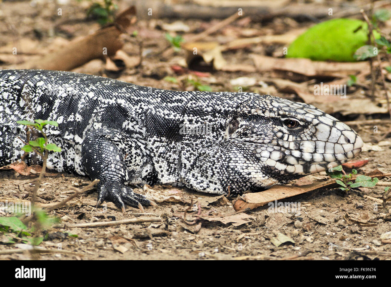 Teiu - merianae Tupinambis Stock Photo - Alamy