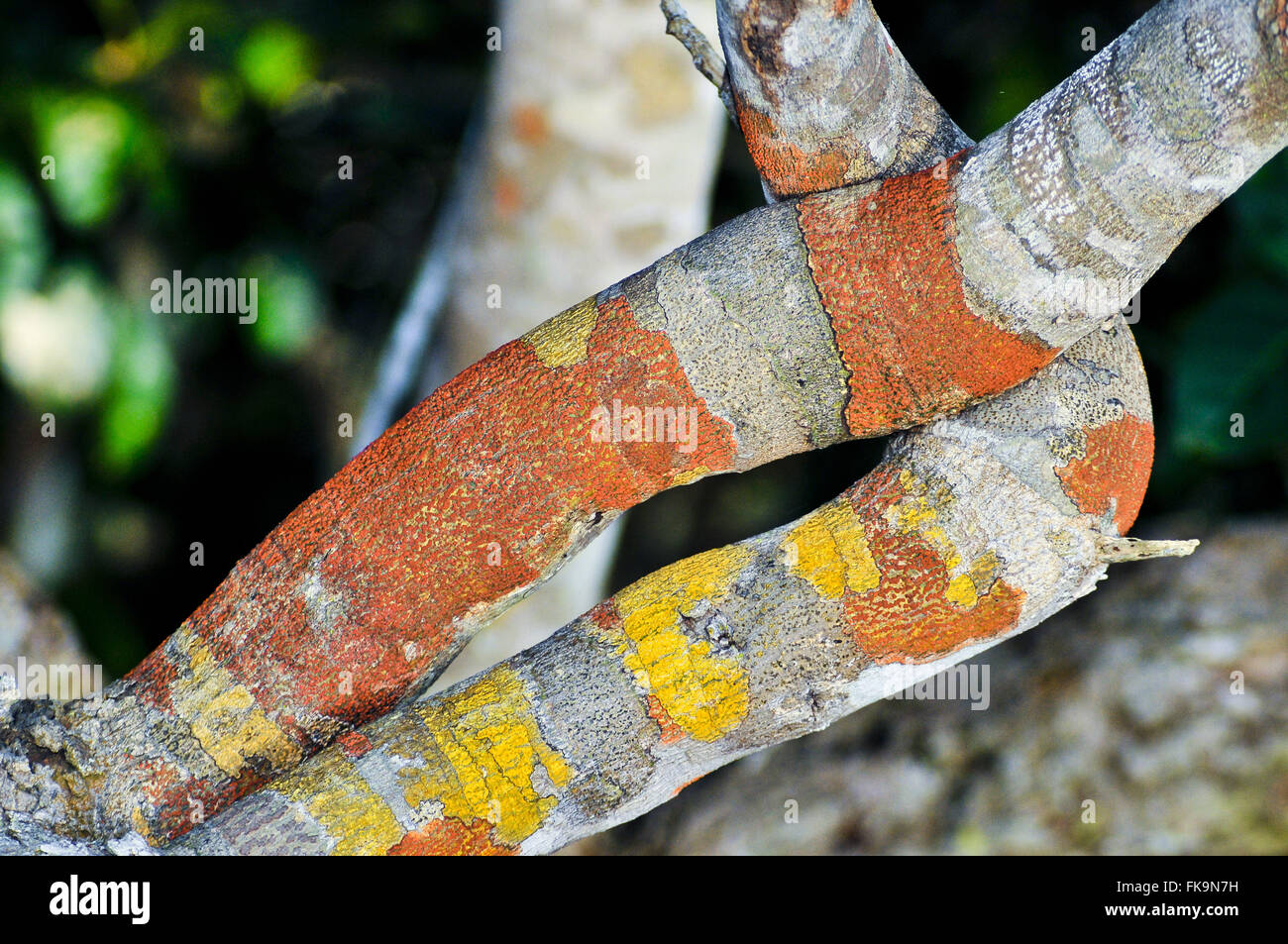 Lichen - formed by the symbiotic association between fungi and algae ...