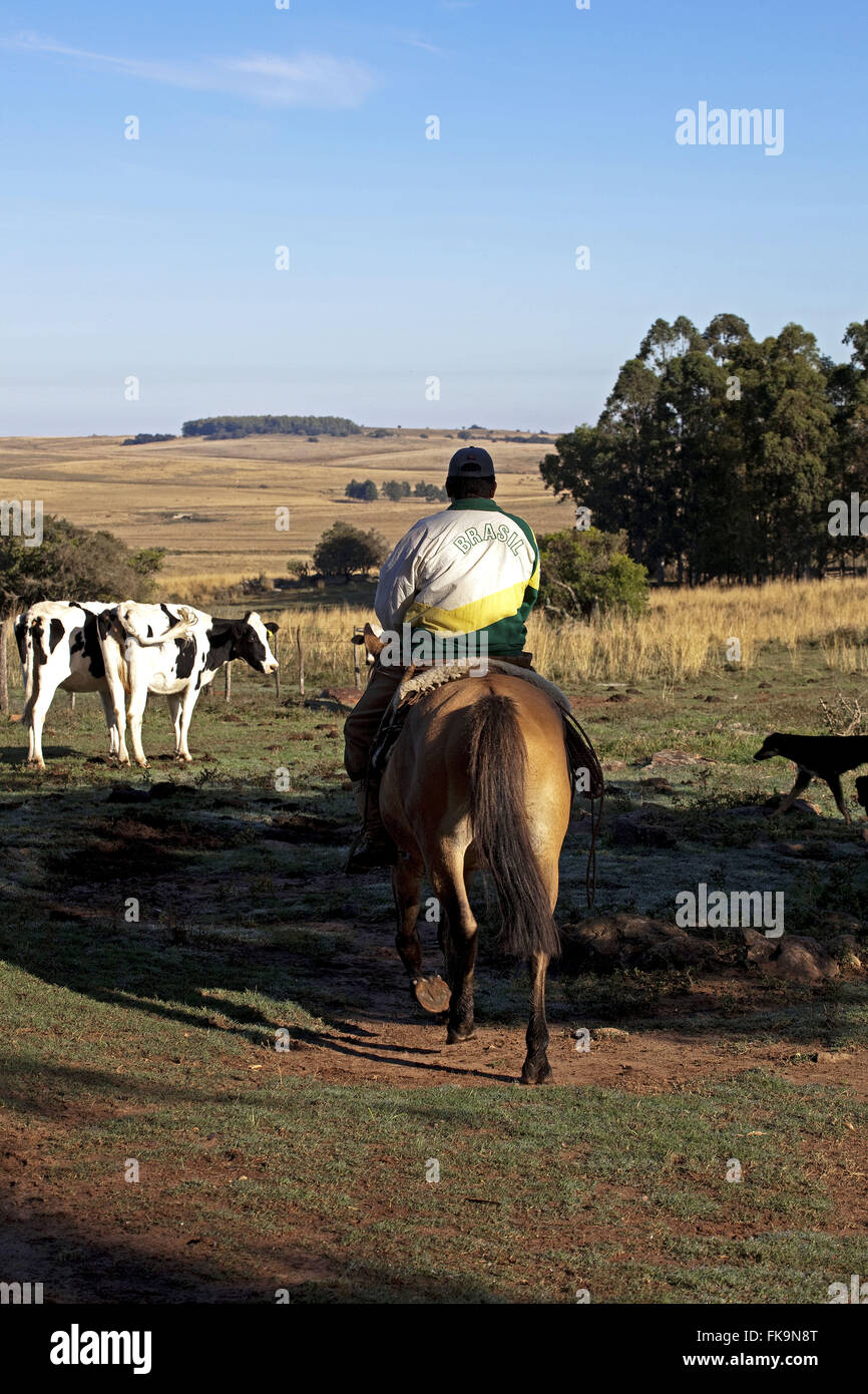 Pampa horse hi-res stock photography and images - Alamy