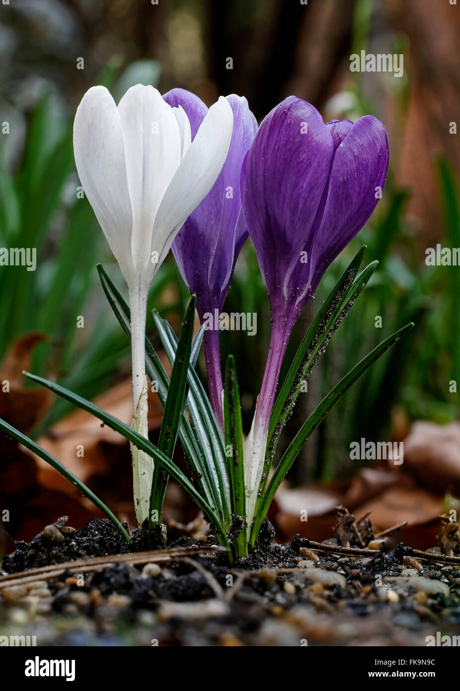 Crocus in the garden at springtime Stock Photo - Alamy
