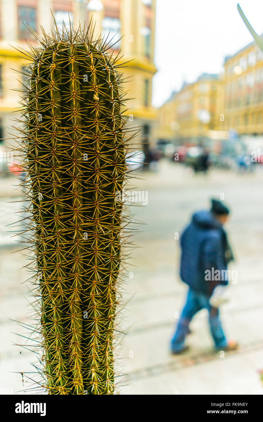 Cactus man hi-res stock photography and images - Alamy