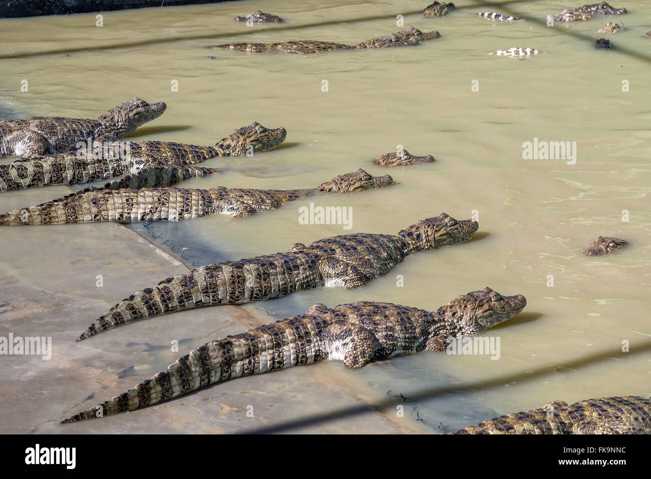 Broad-snouted caiman creation Stock Photo - Alamy